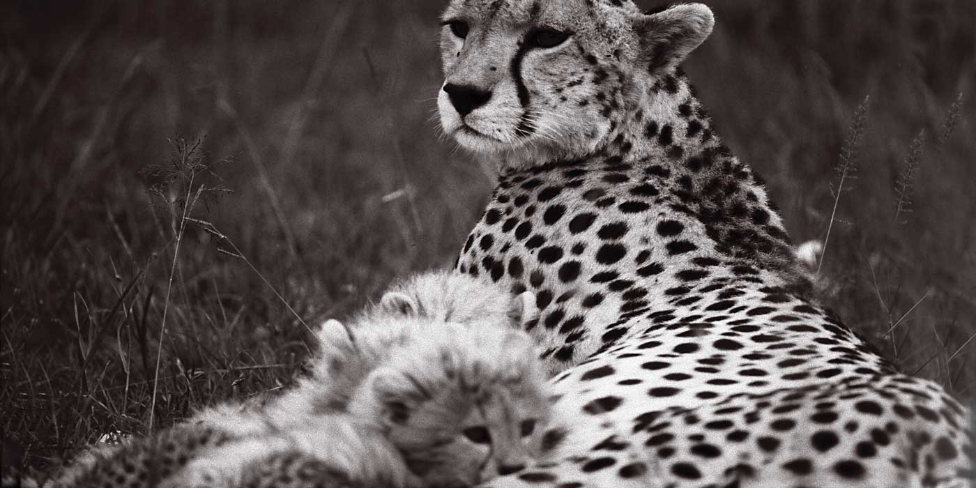 Ndutu, Tanzania - Birth Place of Wildebeest - Sunny Safaris