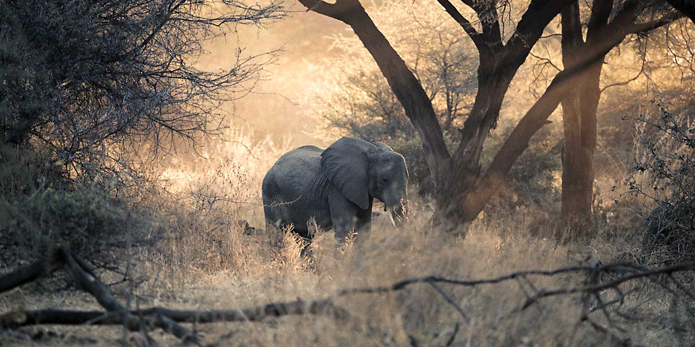Ruaha River & Ruaha National Park - Sunny Safaris